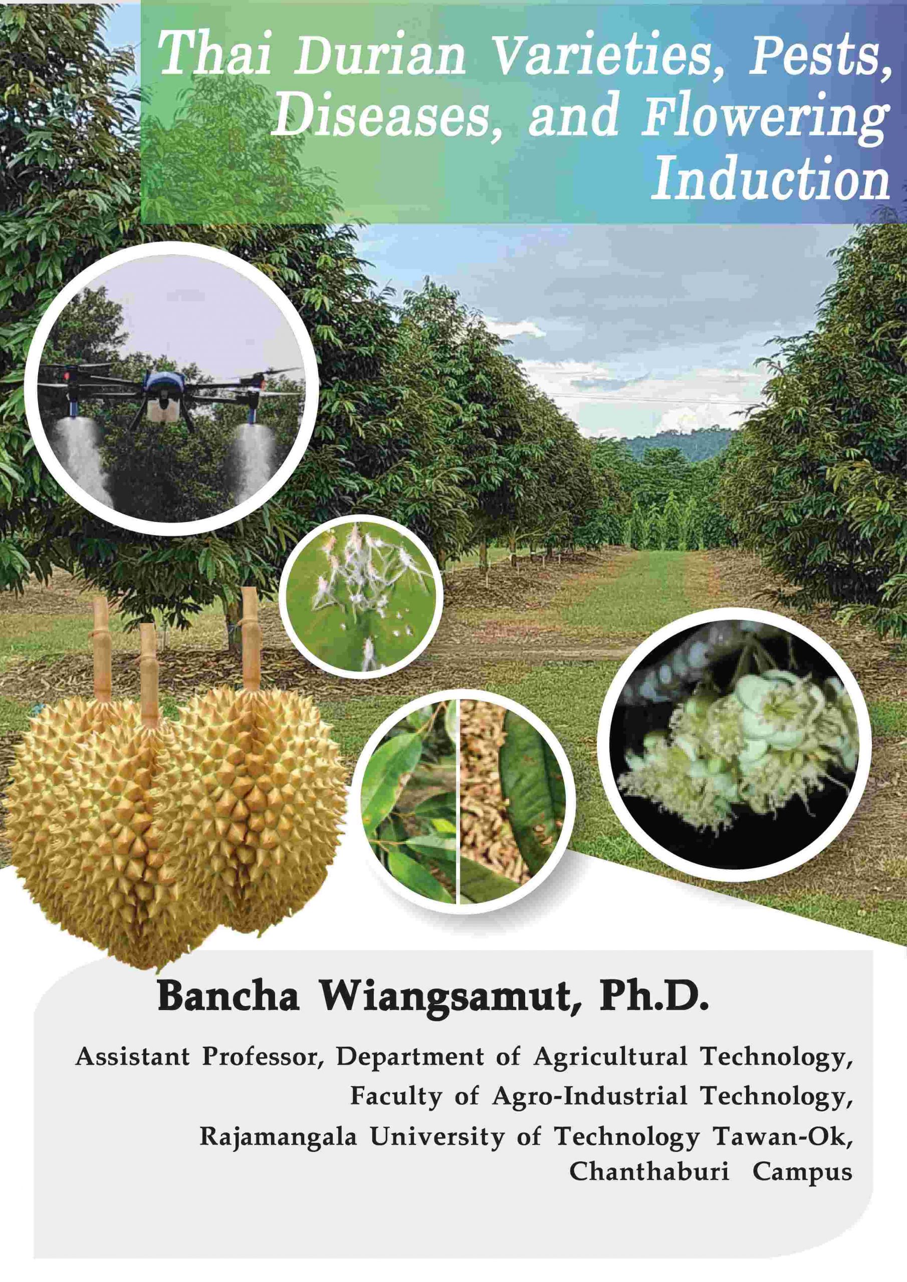 Thai Durian Varieties, Pests, Diseases, and Flowering Induction – คณะ ...